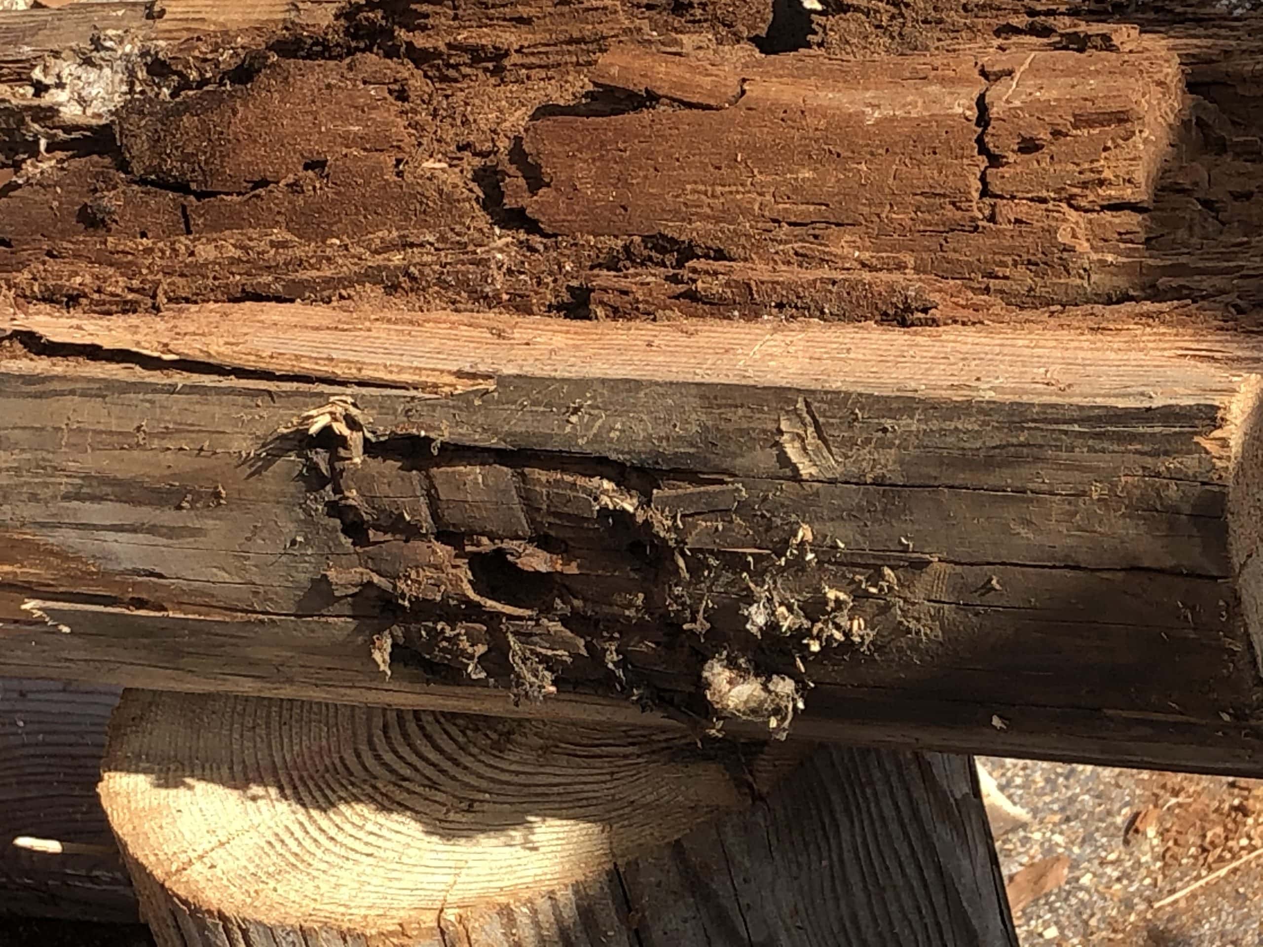 Woodland Bridge - A Hazard Removed - All Hallows Guild