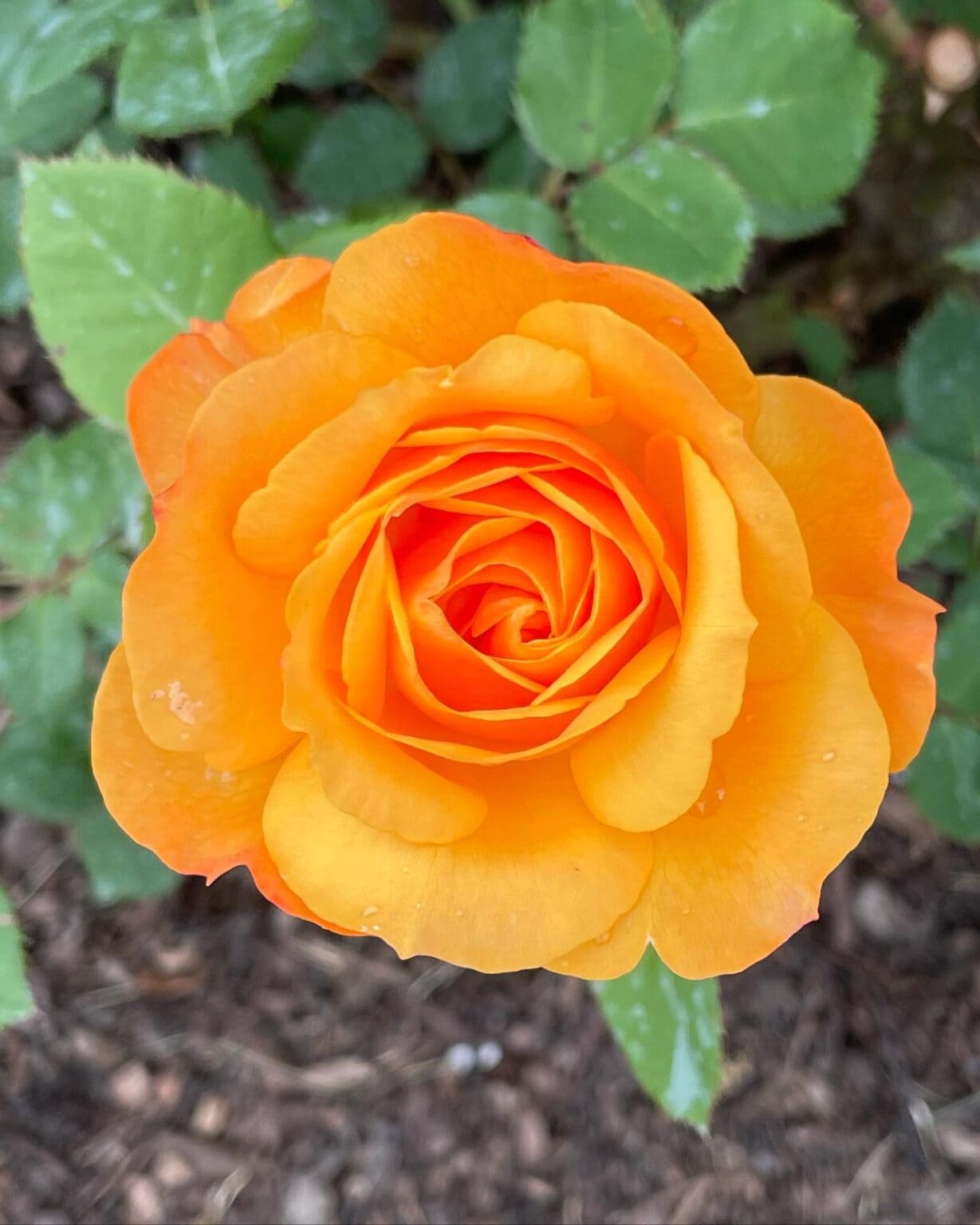 Spotlight on Sandy Flowers - All Hallows Guild