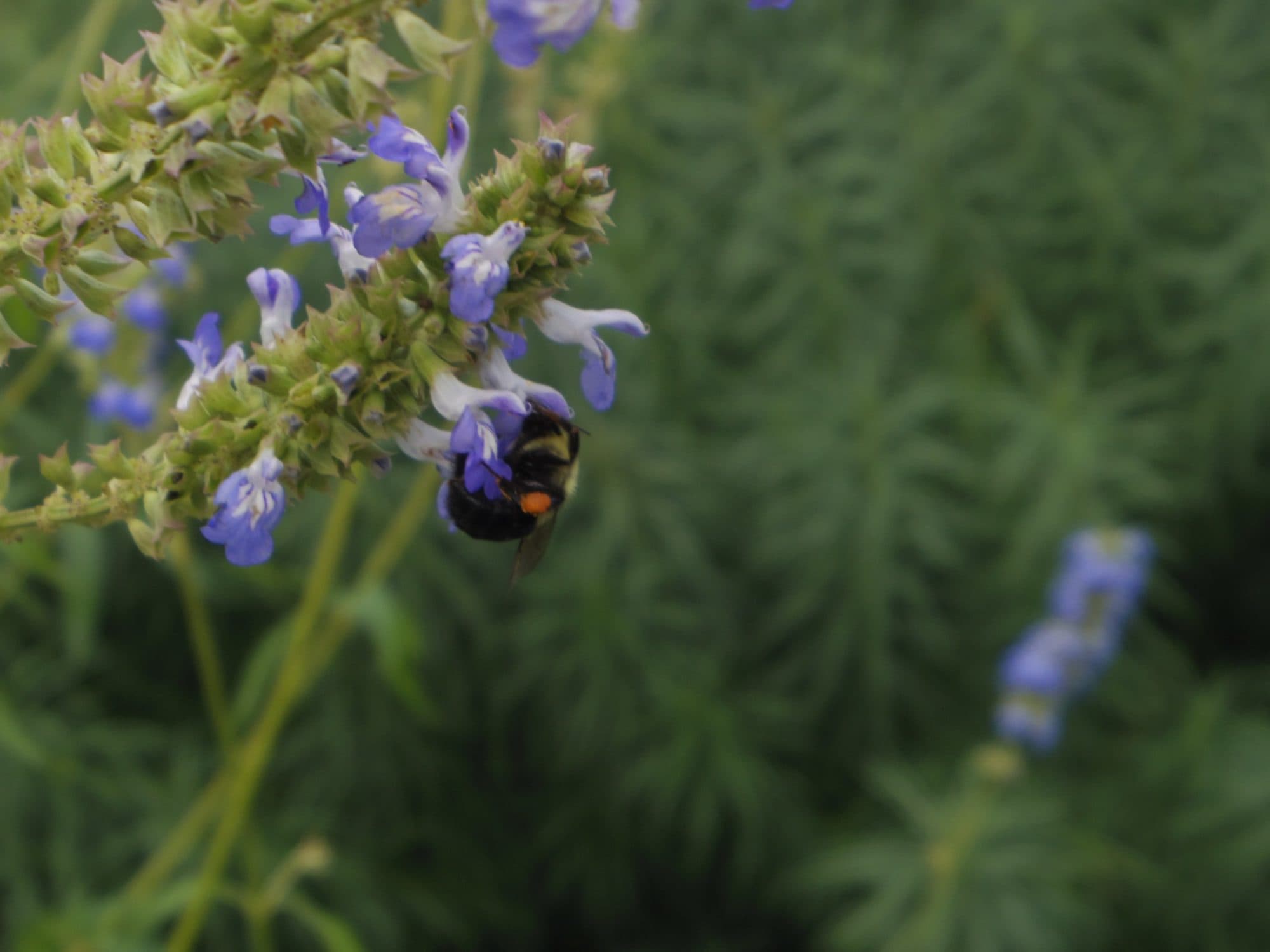 National Pollinator Week - All Hallows Guild