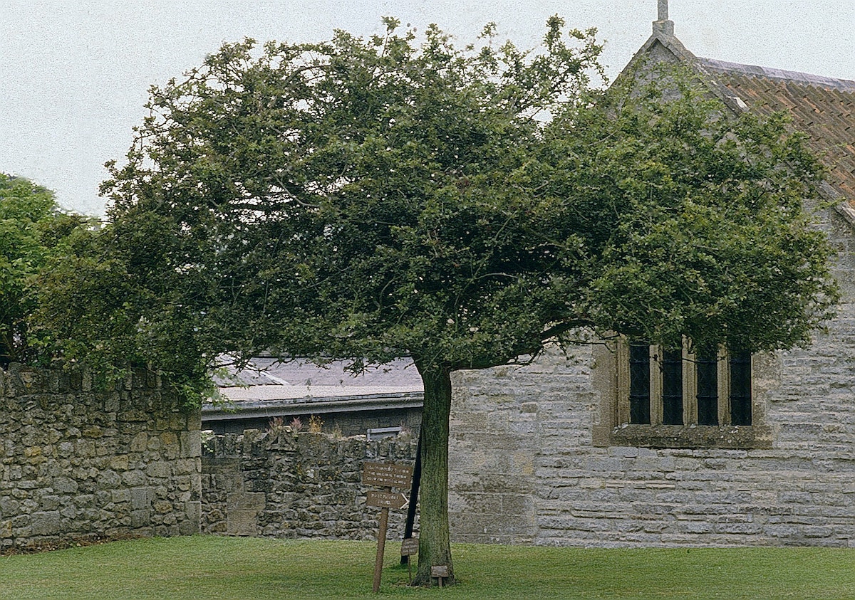 Glastonbury Thorn - All Hallows Guild